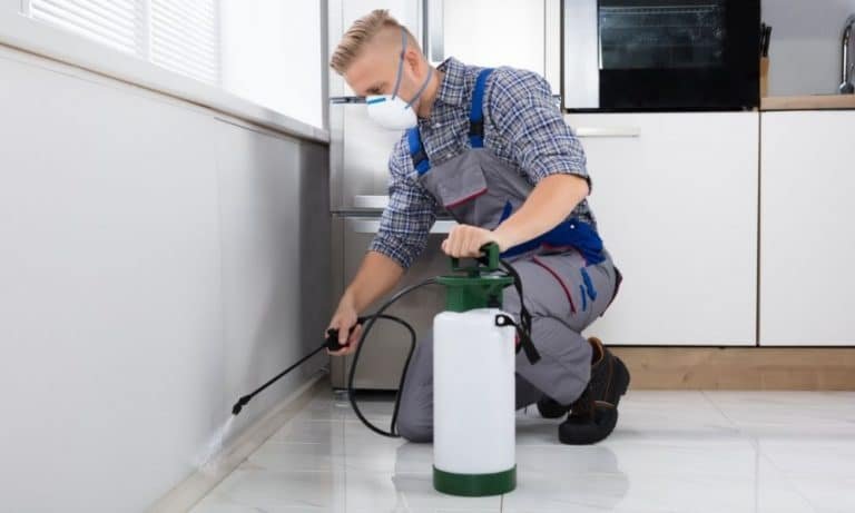 How To Get Rid Of Springtails In Bedroom