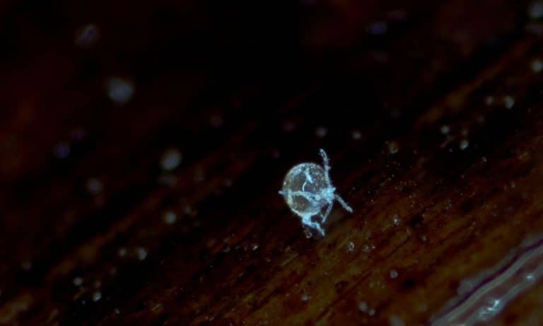 How To Get Rid Of Springtails In Bedroom